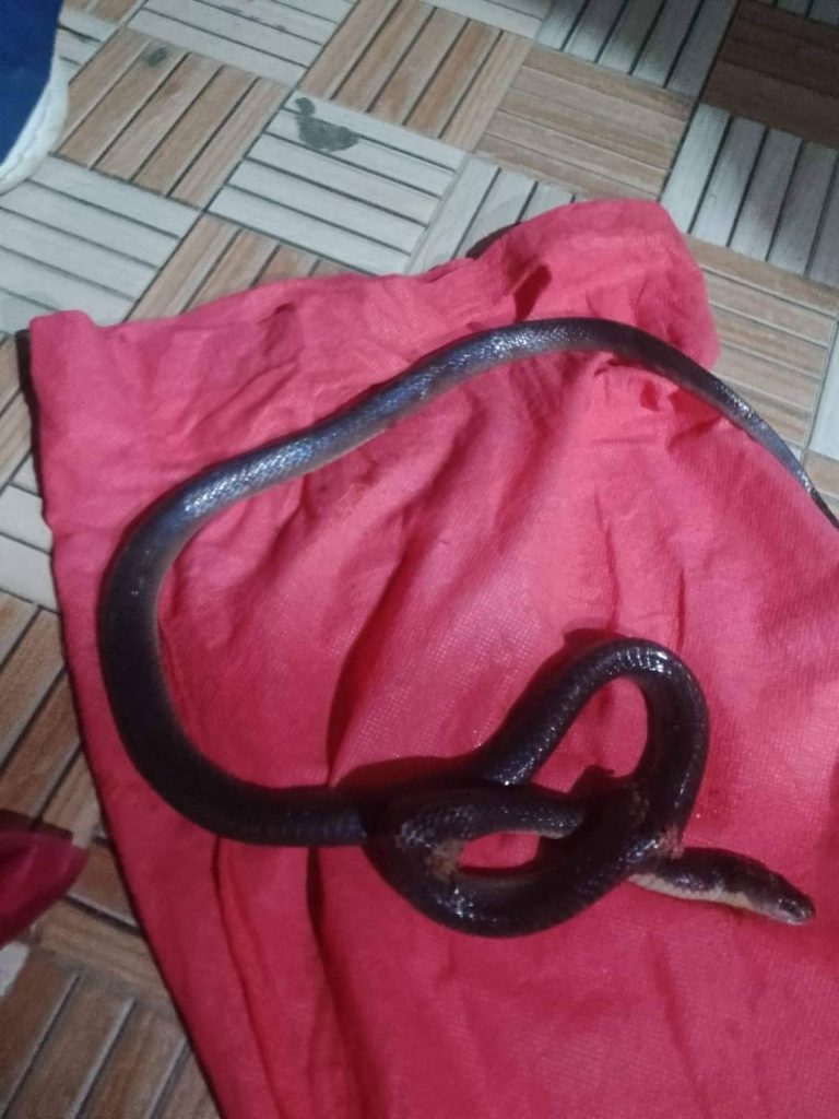 आँधीखोला खवर | सर्पले डस्दा वालिङमा एकको मृत्यु - आँधीखोला खवर